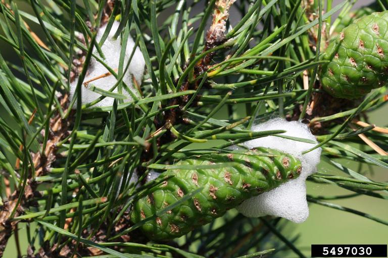 pine spittlebug (Aphrophora parallela (Say, 1824))