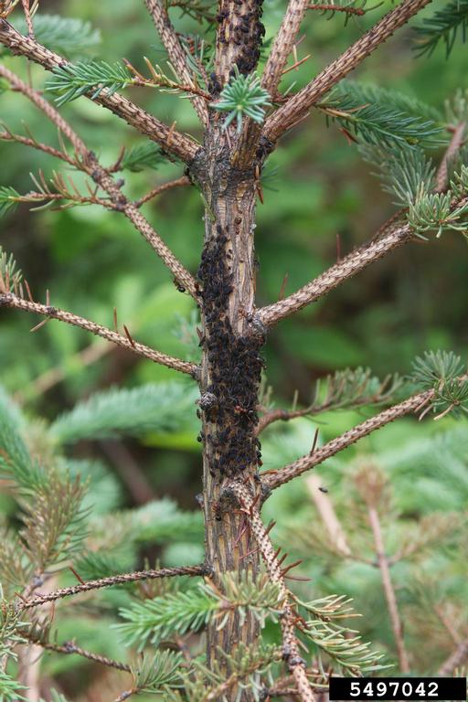 giant conifer aphids (Genus Cinara Curtis 1835)