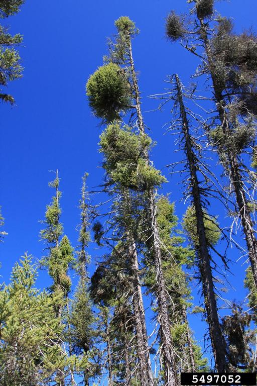 eastern dwarf mistletoe (Arceuthobium pusillum Peck)