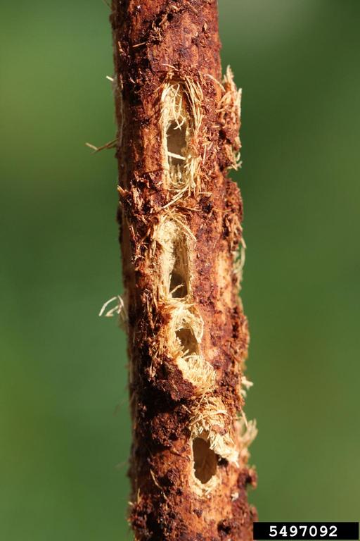 white pine weevil (Pissodes strobi (Peck, 1817))