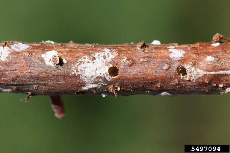 white pine weevil (Pissodes strobi (Peck, 1817))
