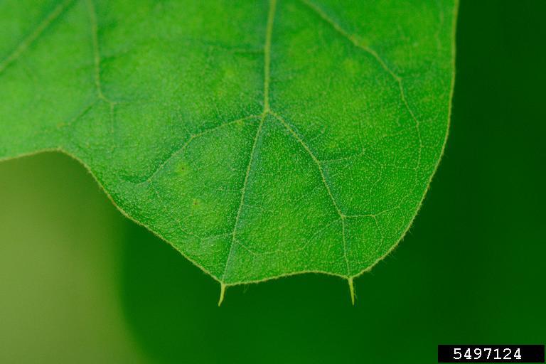 blackjack oak (Quercus marilandica)