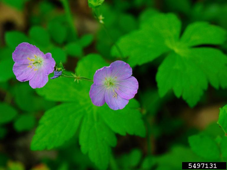fernleaf phacelia (Phacelia bipinnatifida Michx.)