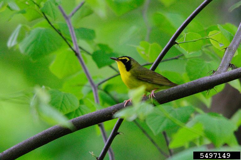 Kentucky warbler, Geothlypis formosa (Passeriformes: Parulidae) - 5497149