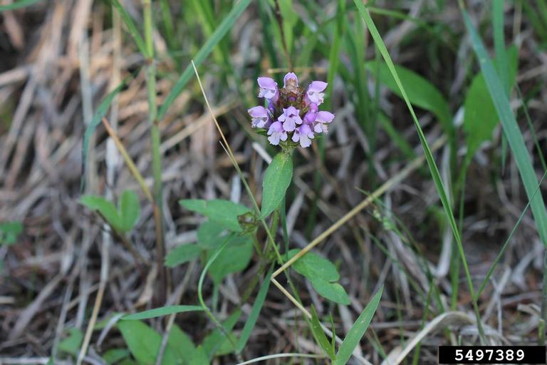 common selfheal (Prunella vulgaris L.)