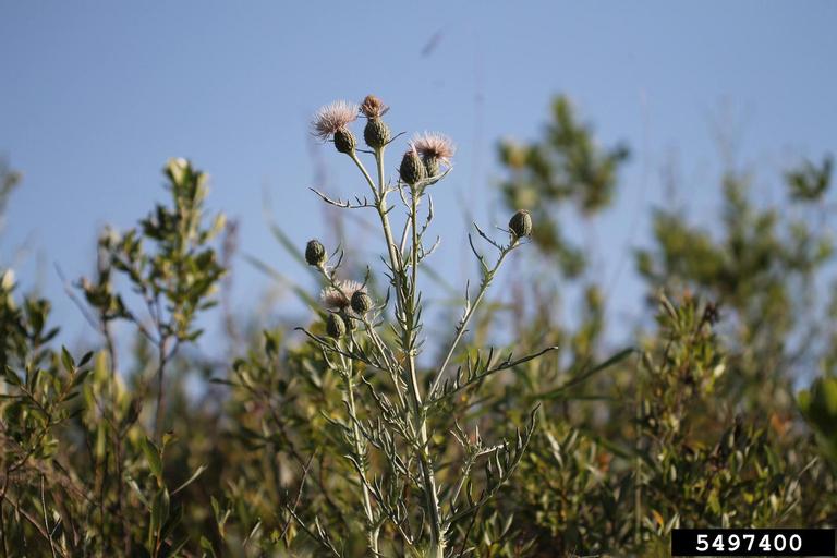 sand dune thistle (Cirsium pitcheri (Torr. ex Eaton) Torr. & A. Gray)