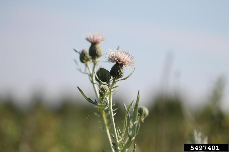 sand dune thistle (Cirsium pitcheri (Torr. ex Eaton) Torr. & A. Gray)