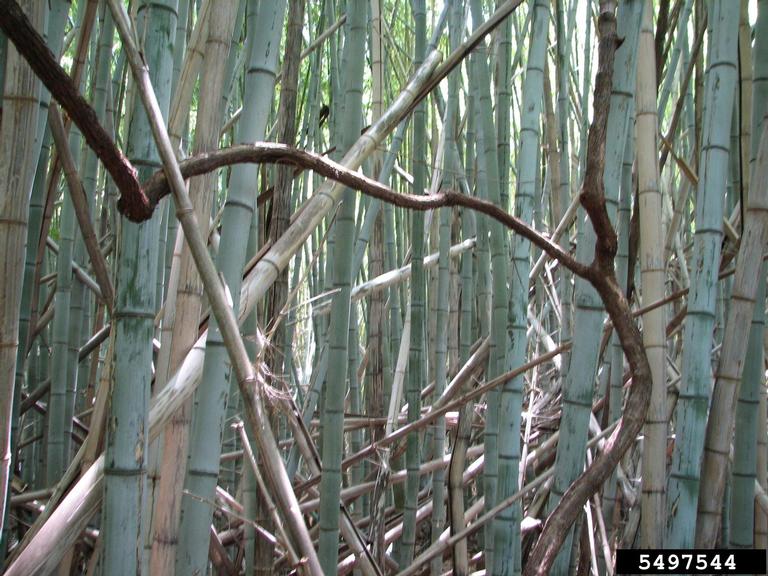 Japanese timber bamboo (Phyllostachys bambusoides)