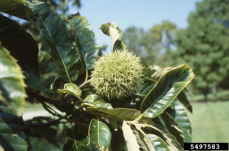 Chinese chestnut (Castanea mollissima)