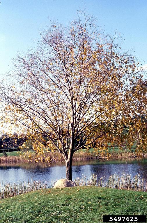 cherry birch (Betula lenta L.)