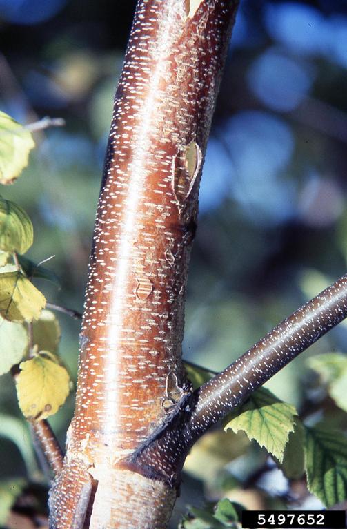 river birch (Betula nigra)