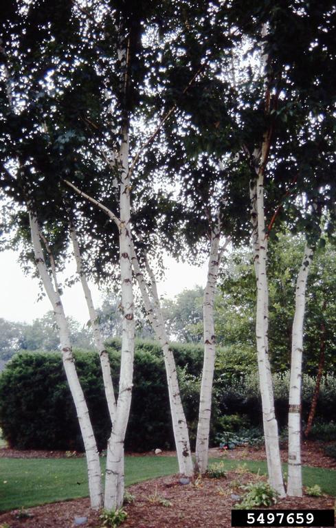 European birch (Betula pendula)