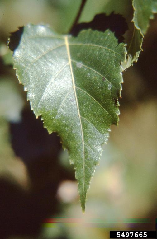 European birch (Betula pendula Roth)