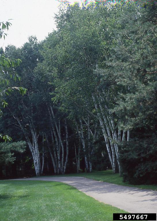 European birch (Betula pendula)