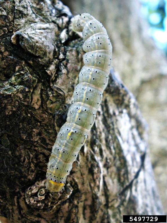hibiscus leaf caterpillar moth (Anomis privata)