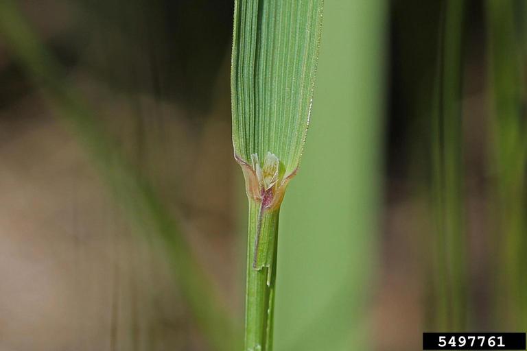 bluejoint reedgrass (Calamagrostis canadensis (Michx.) Beauv.)