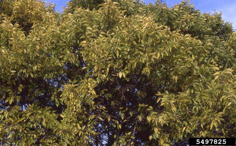 netleaf hackberry (Celtis laevigata var. reticulata (Torr.) L.D. Benson)
