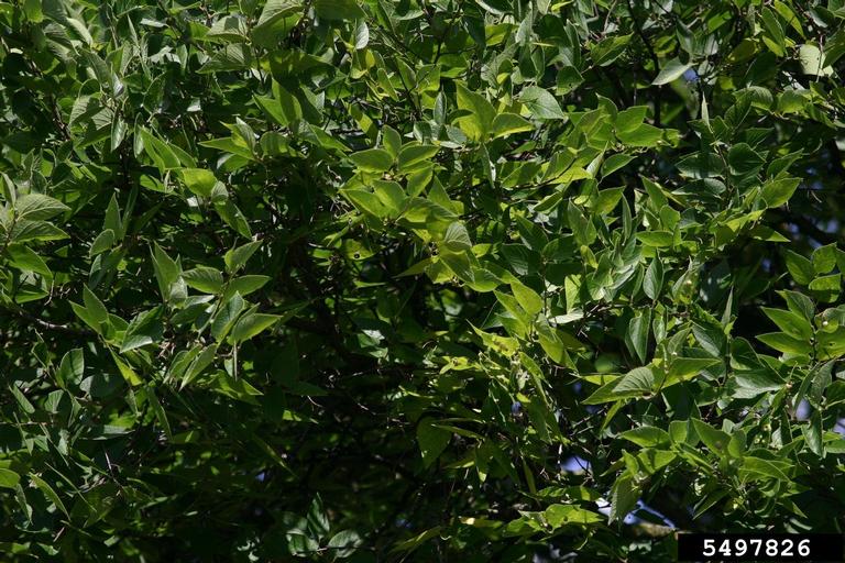 netleaf hackberry (Celtis laevigata var. reticulata)