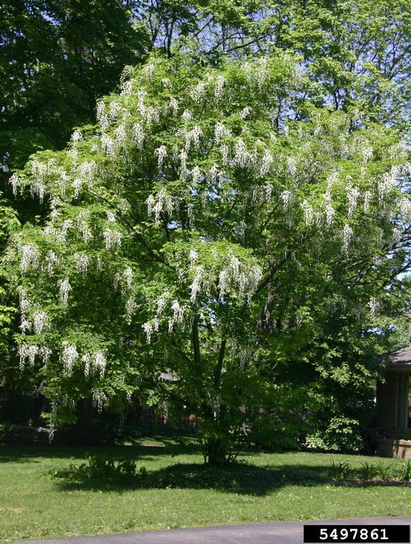 Kentucky yellowwood (Cladrastis kentukea (Dum.-Cours.) Rudd)