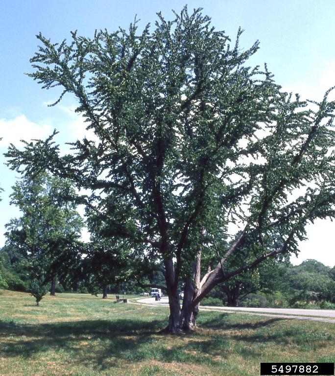 katsura tree (Cercidiphyllum japonicum Siebold & Zucc.)