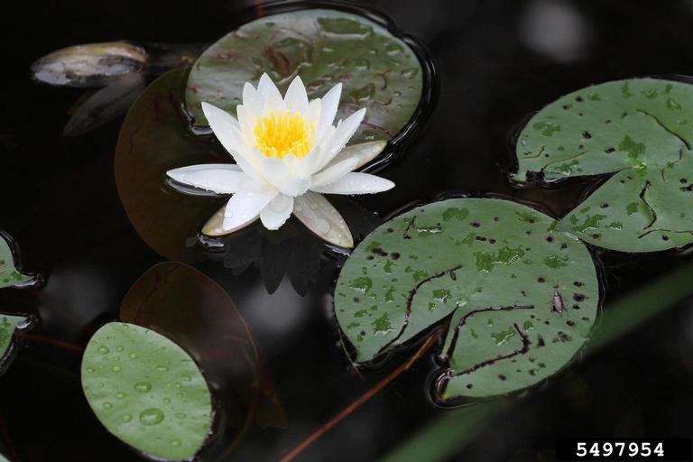 fragrant waterlily (Nymphaea odorata)