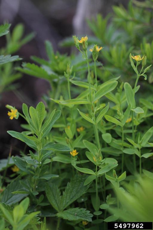 northern St. Johnswort (Hypericum boreale (Britton) E.P. Bicknell)