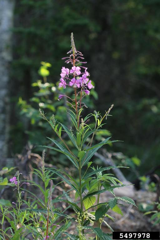 fireweed (Chamerion angustifolium)