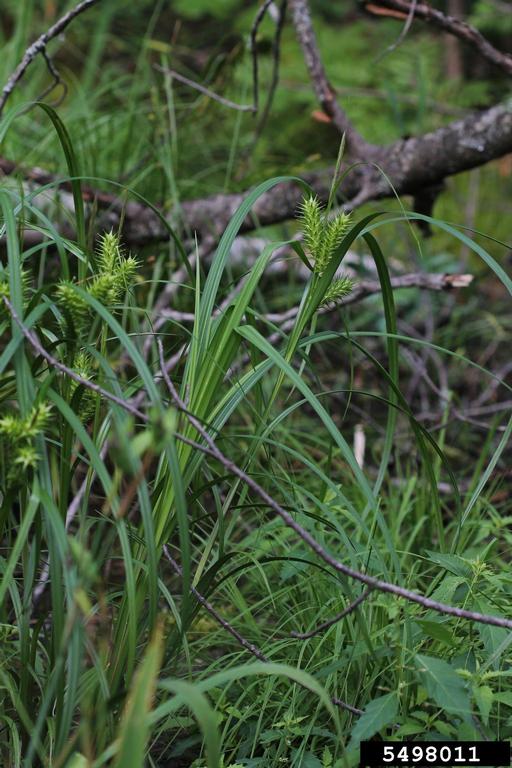 hop sedge (Carex lupulina)