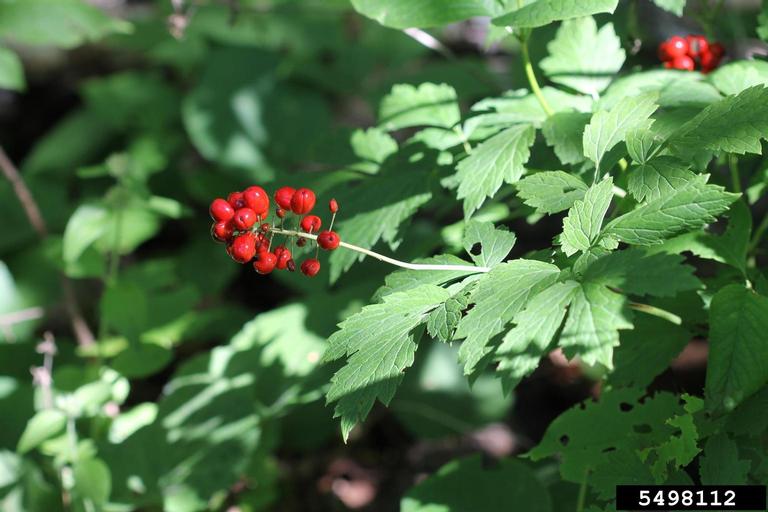 red baneberry (Actaea rubra)