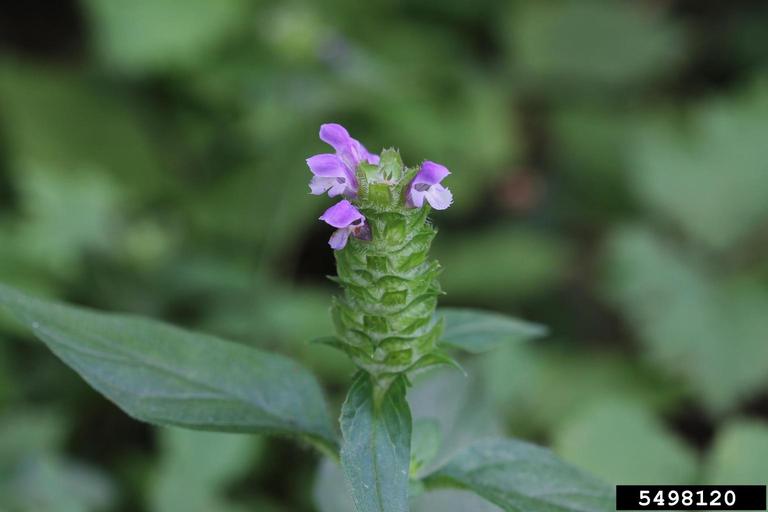 common selfheal (Prunella vulgaris)
