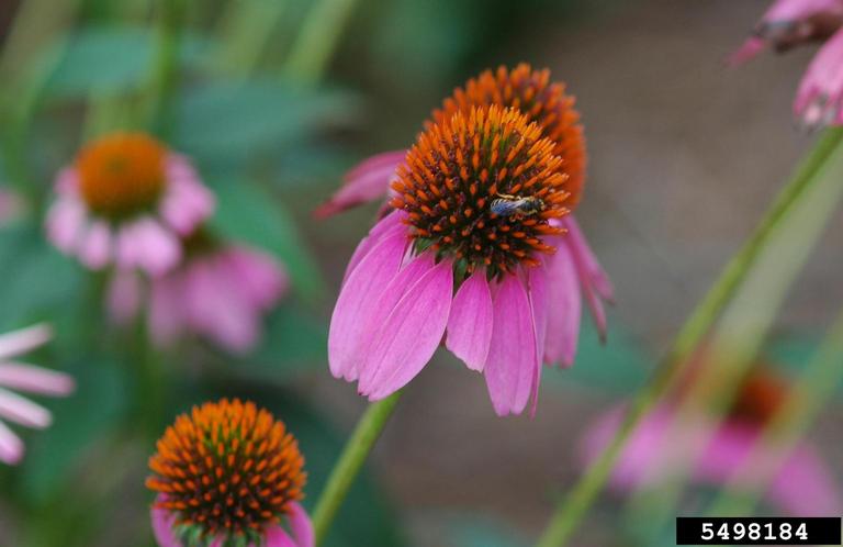 purple coneflower (Echinacea purpurea (L.) Moench)