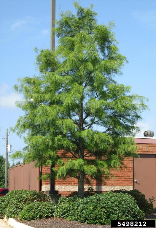 pond cypress (Taxodium ascendens Brongn.)