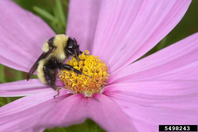 golden northern bumble bee (Bombus fervidus (Fabricius))