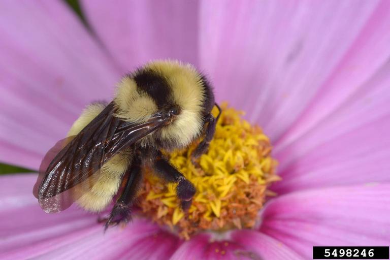 golden northern bumble bee (Bombus fervidus)