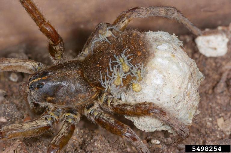 wolf spiders (family Lycosidae) (Family Lycosidae)