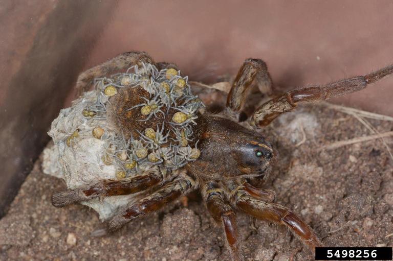 wolf spiders (Family Lycosidae Sundevall, 1833)