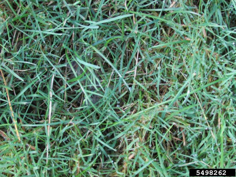 Pythium root and stem rot (Pythium aphanidermatum ) on turf (general ...