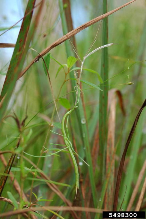 Brunner's Mantis (Brunneria borealis (Scudder, 1896))