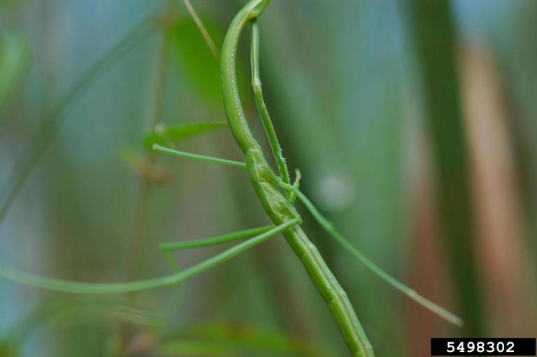 Brunner's Mantis (Brunneria borealis (Scudder, 1896))
