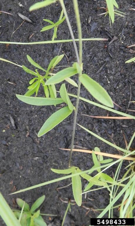 Sampson's snakeroot (Orbexilum pedunculatum (Mill.) Rydb.)