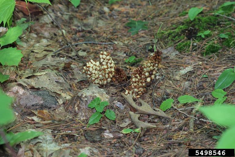American squawroot (Conopholis americana (L.) Wallr. f.)
