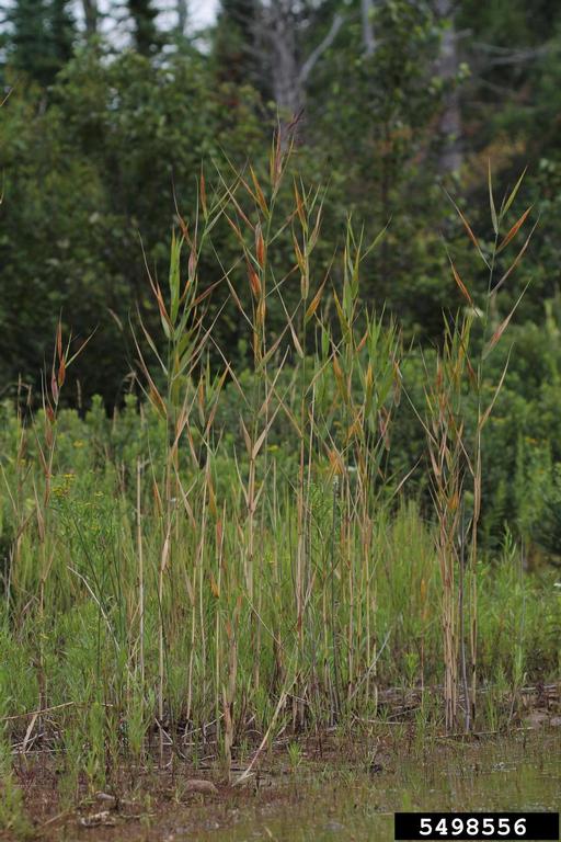 common reed (Phragmites australis (Cavanilles) Trinius ex Steudel)