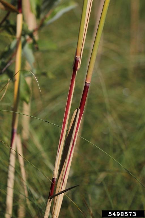 common reed (Phragmites australis (Cavanilles) Trinius ex Steudel)