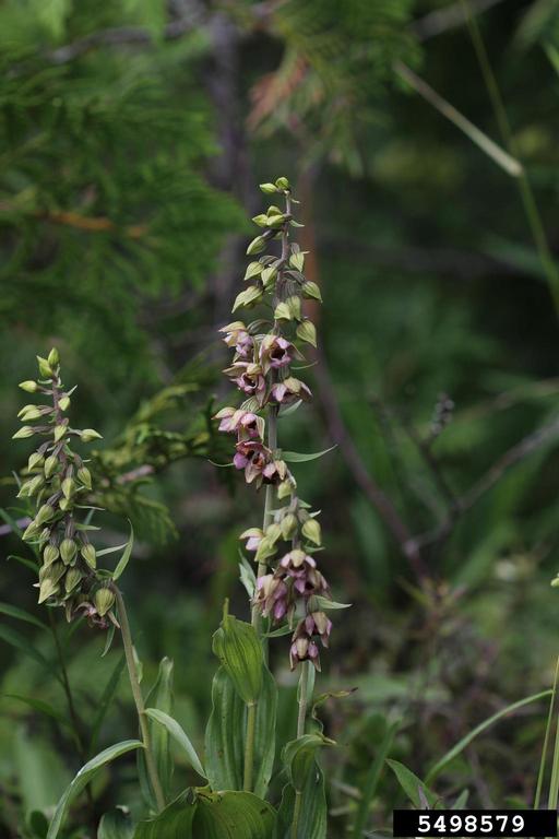 helleborine (Epipactis helleborine)
