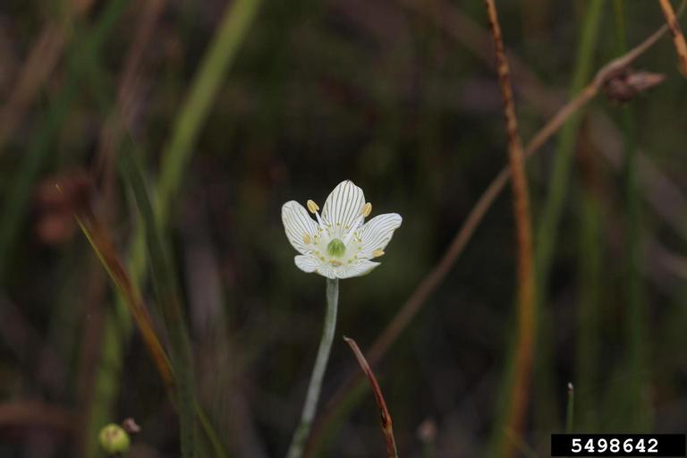 fen grass of Parnassus (Parnassia glauca Raf.)
