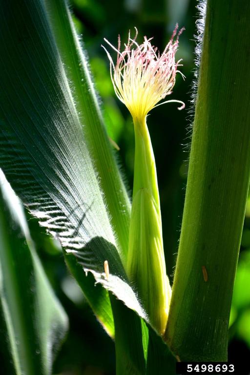 corn (Zea mays L.)