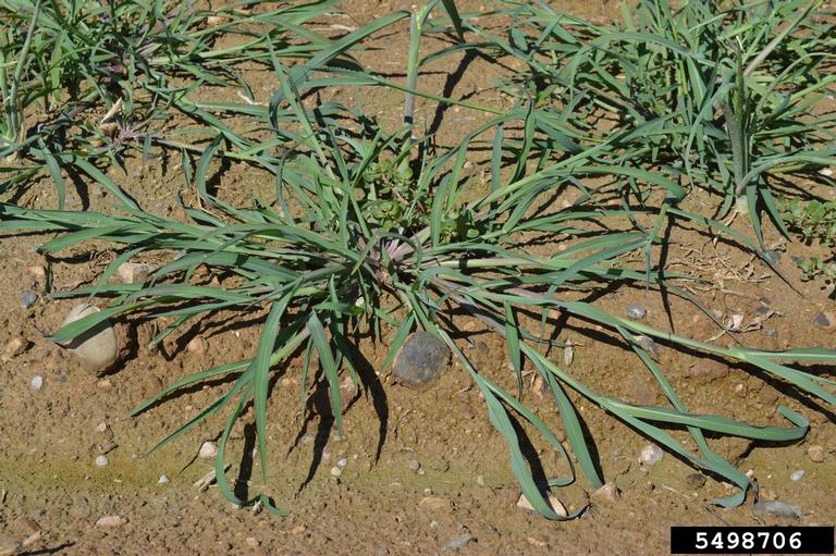 barnyardgrass (Echinochloa crus-galli (L.) Beauv)