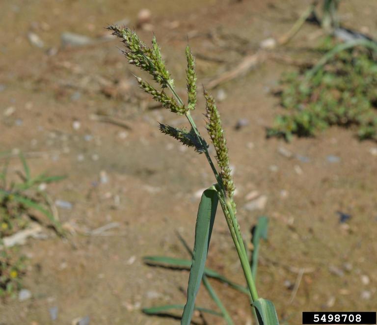 barnyardgrass (Echinochloa crus-galli)