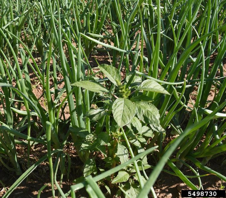 redroot pigweed (Amaranthus retroflexus L.)