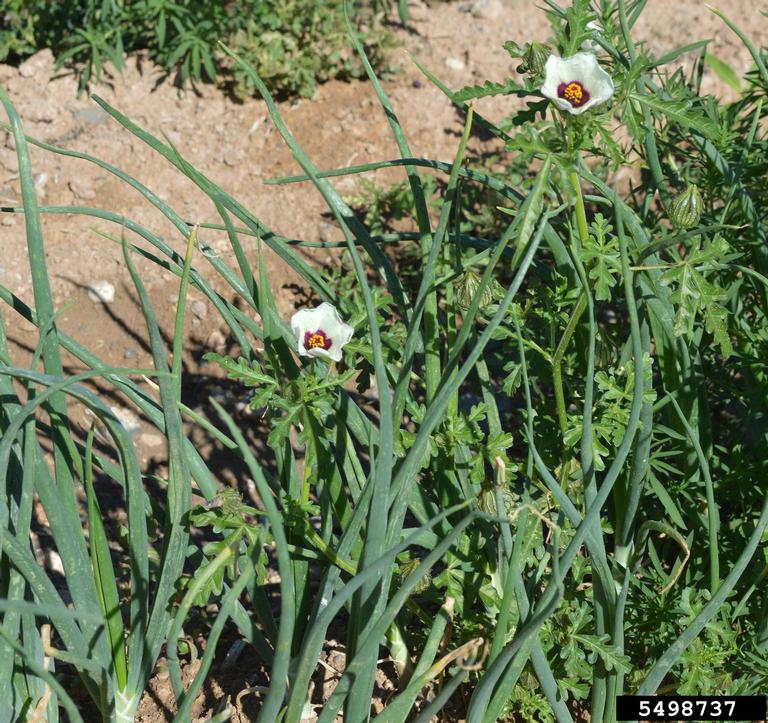 Venice Mallow Flowers New Mexico Wildflowers: Mallow Family